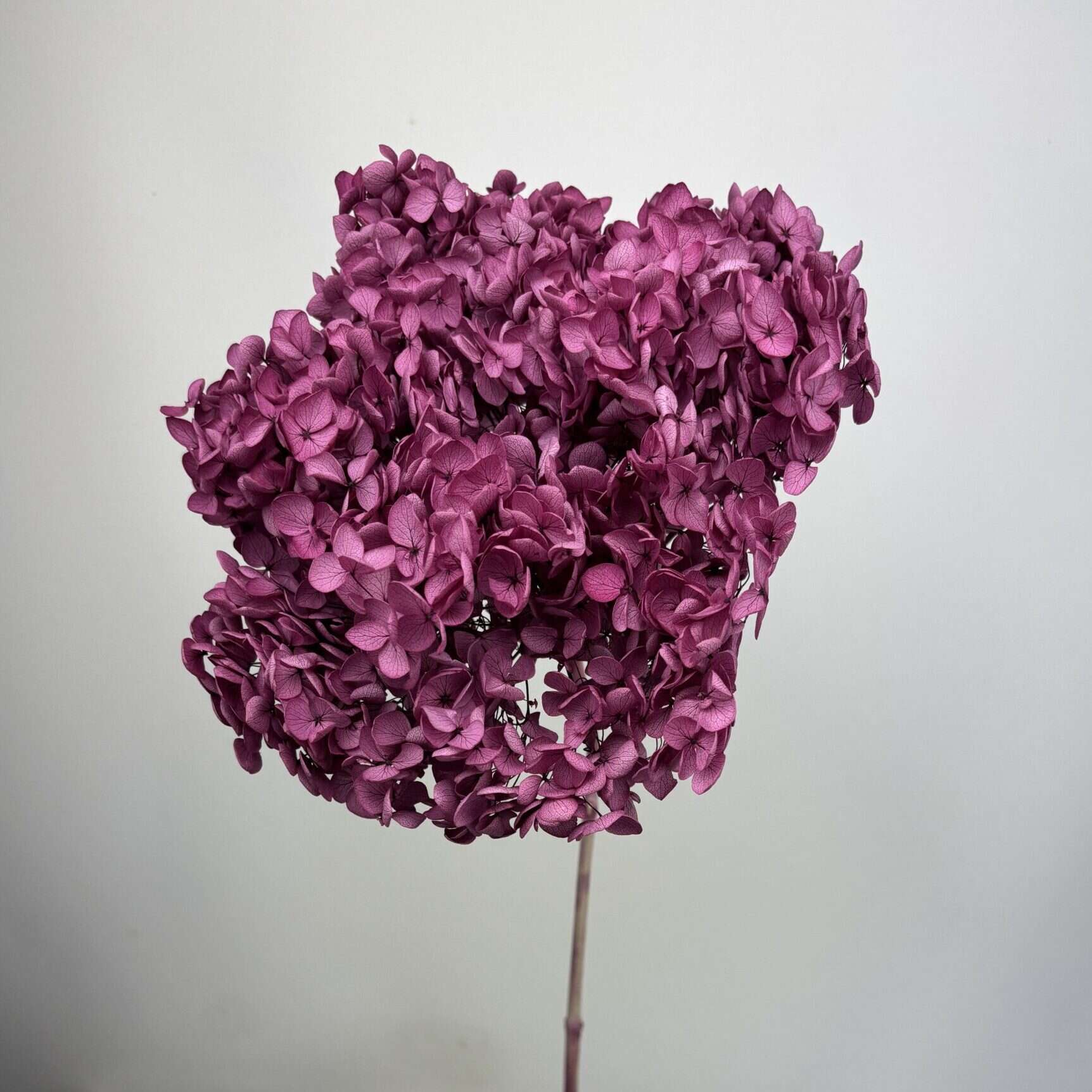 Hydrangea violet - Dried Flower Wholesale