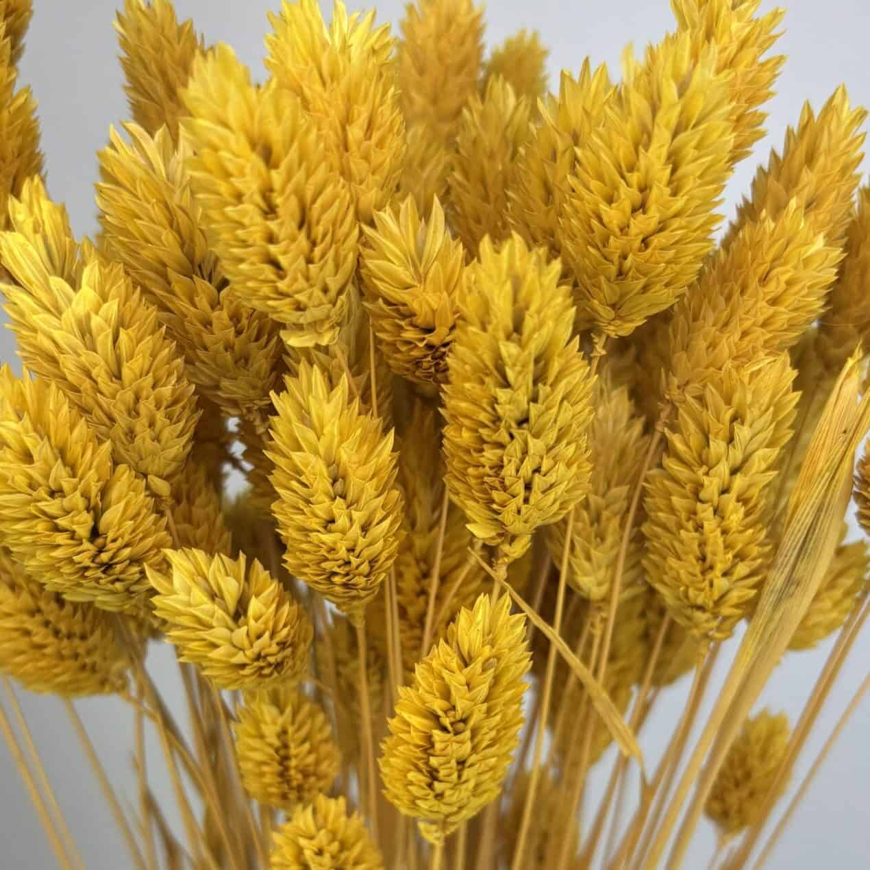 Phalaris ochre yellow - Dried Flower Wholesale